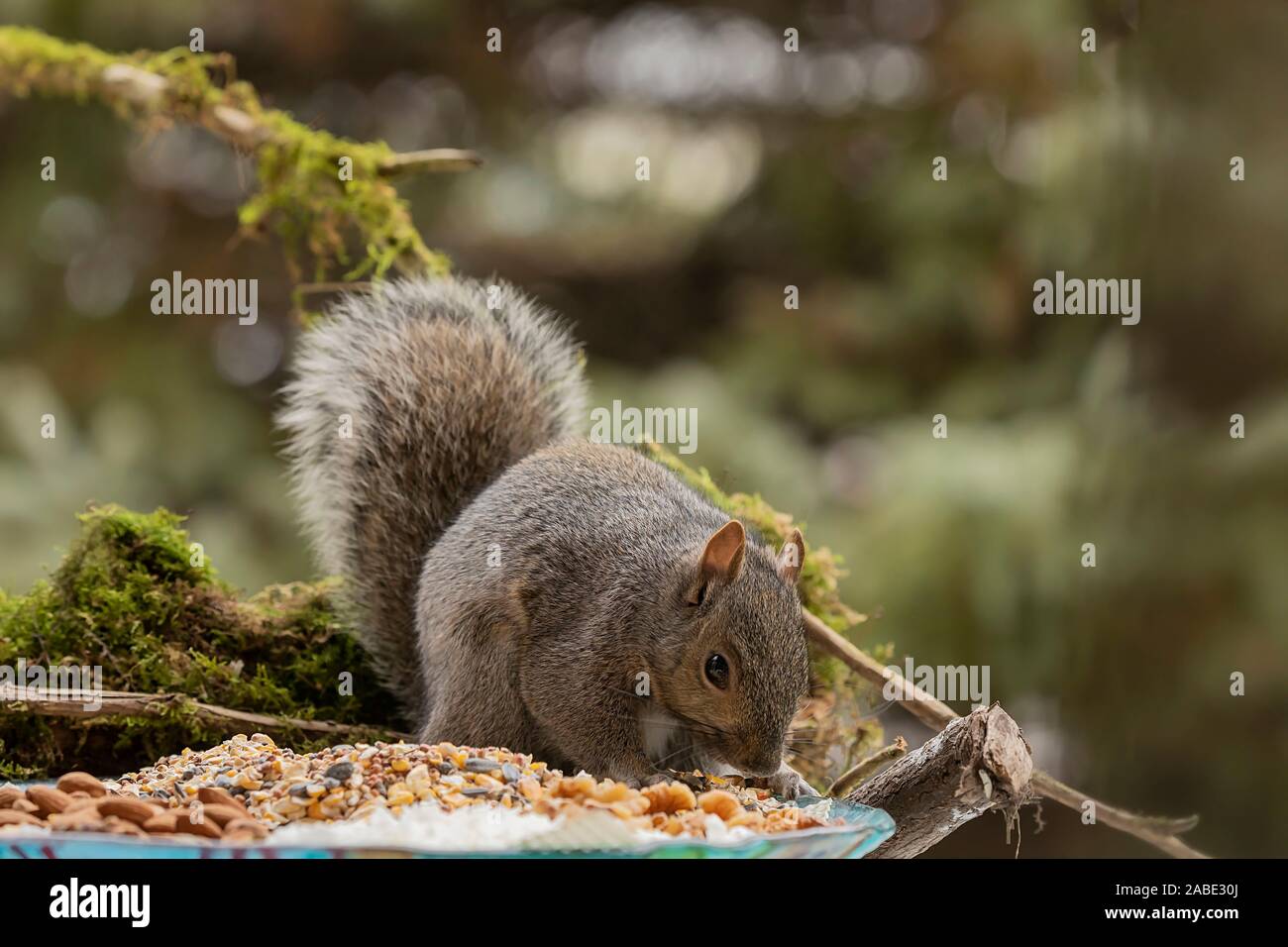 Eastern gray squirrel, known as the grey squirrel is native animal to ...