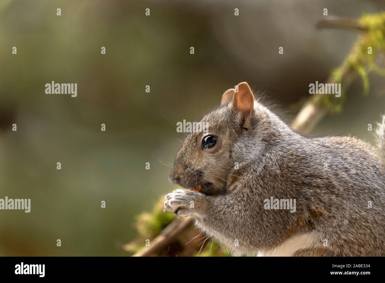 Eastern gray squirrel, known as the grey squirrel is native animal to eastern North America ...