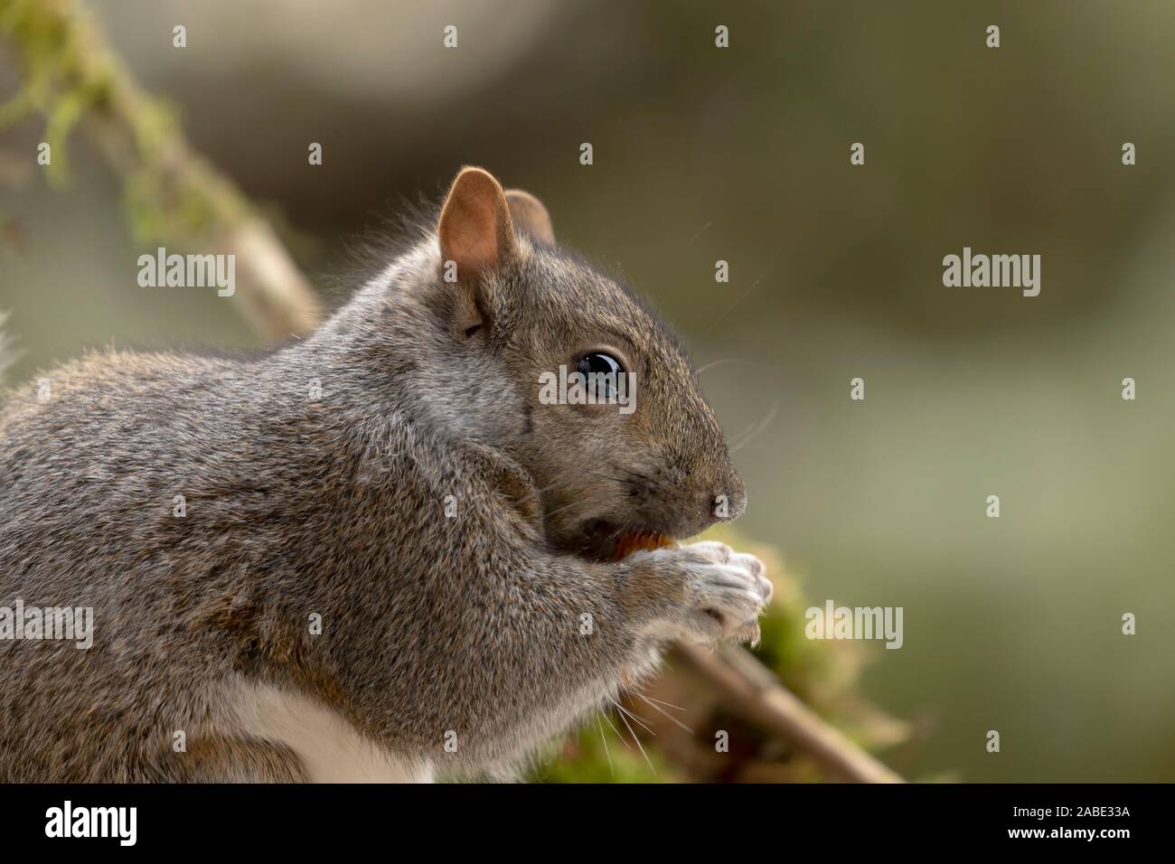Eastern gray squirrel, known as the grey squirrel is native animal to ...