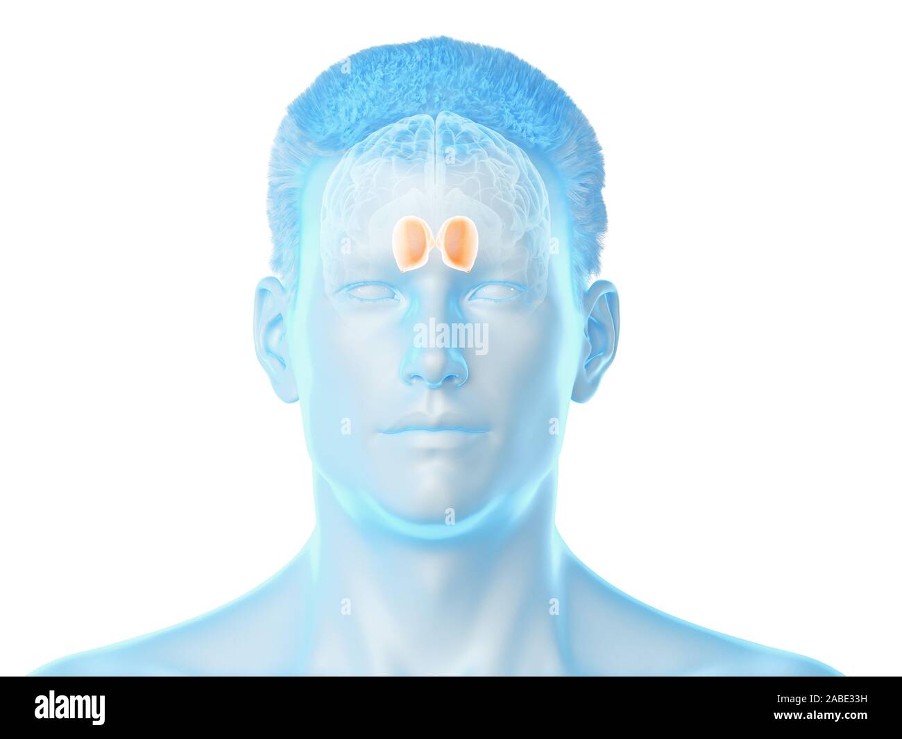 3d rendered medically accurate illustration of the brain anatomy - the ...