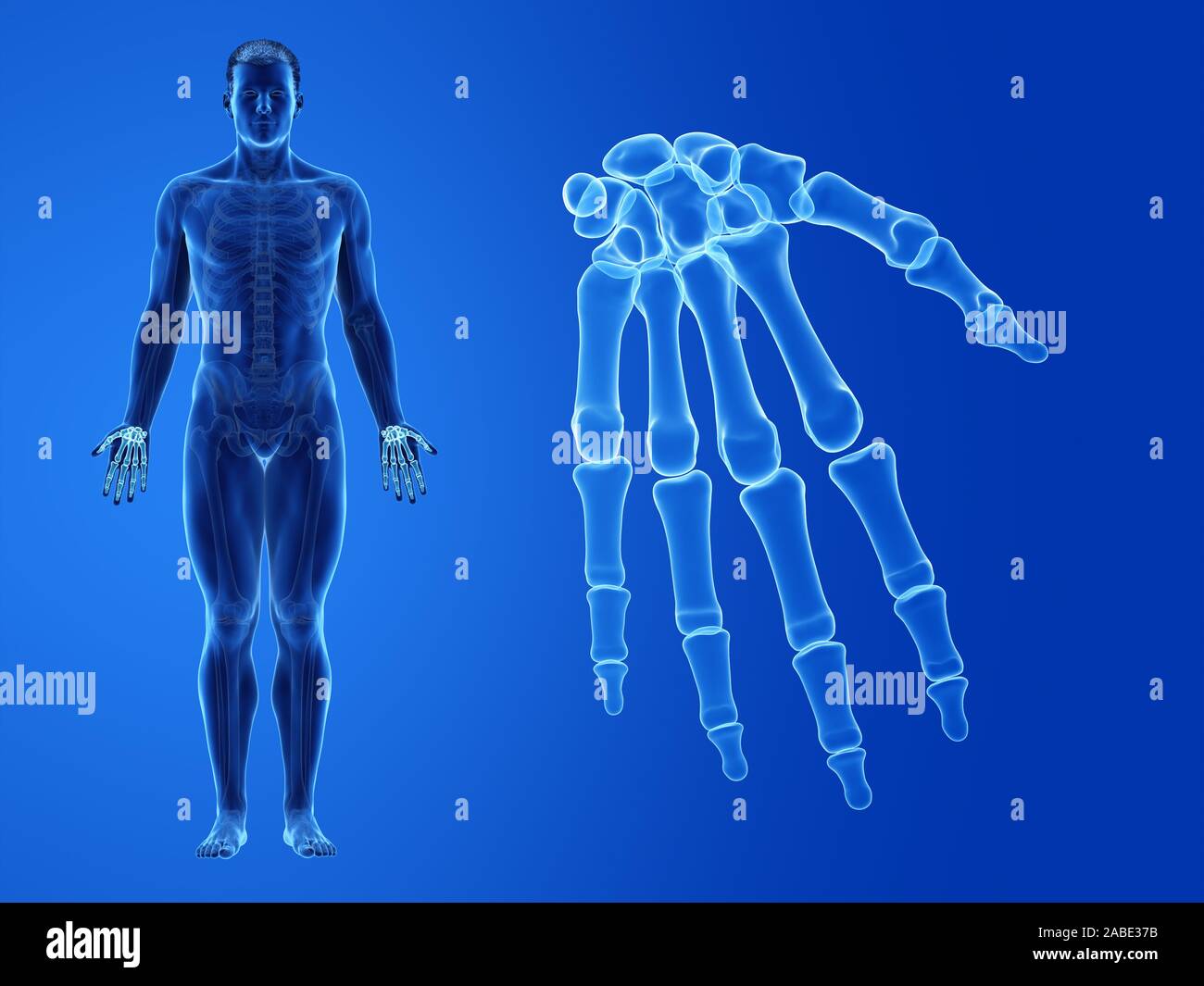 Human hand bones hi-res stock photography and images - Alamy