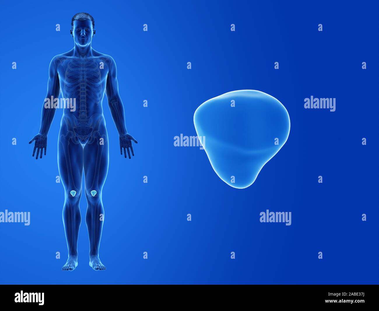 3d rendered medically accurate illustration of the human patella Stock ...