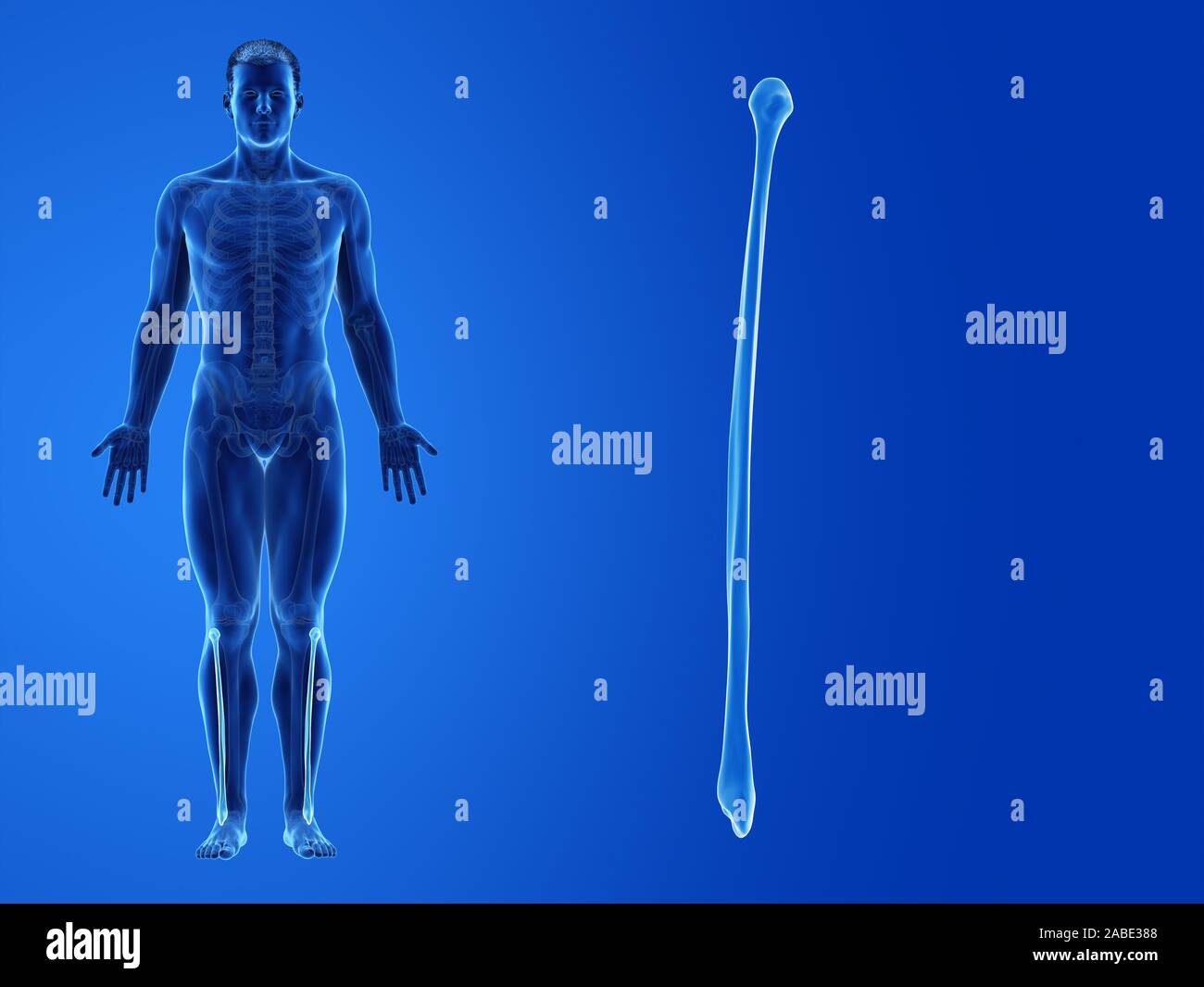 Human fibula hi-res stock photography and images - Alamy