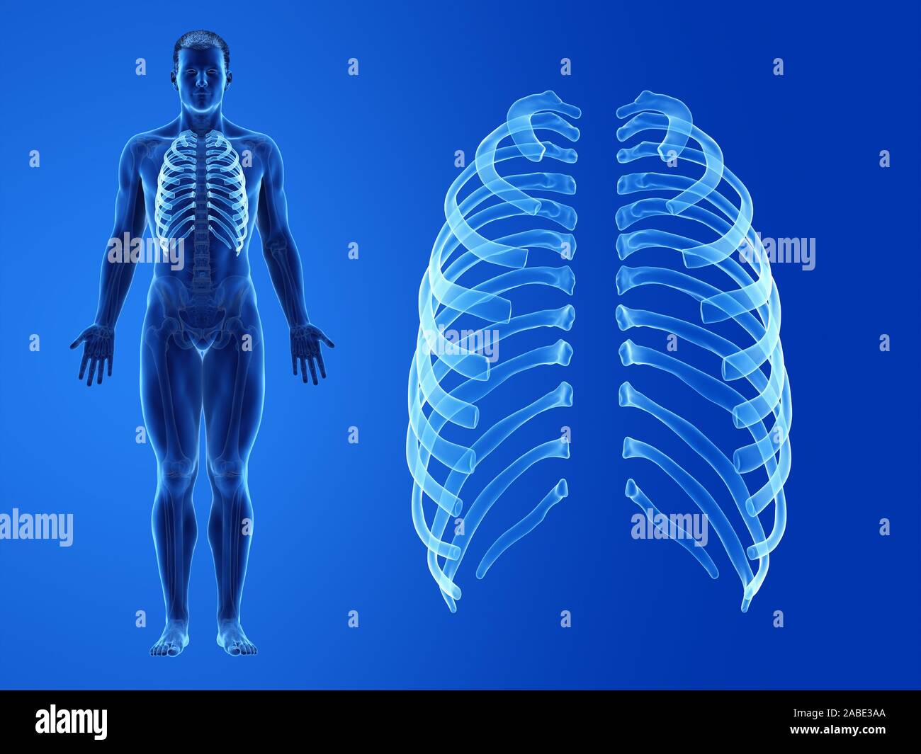 3d rendered medically accurate illustration of the human ribs Stock ...