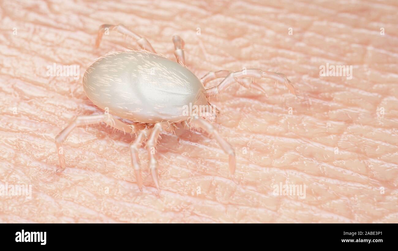 3d rendered medically accurate illustration of a tick larva Stock Photo ...