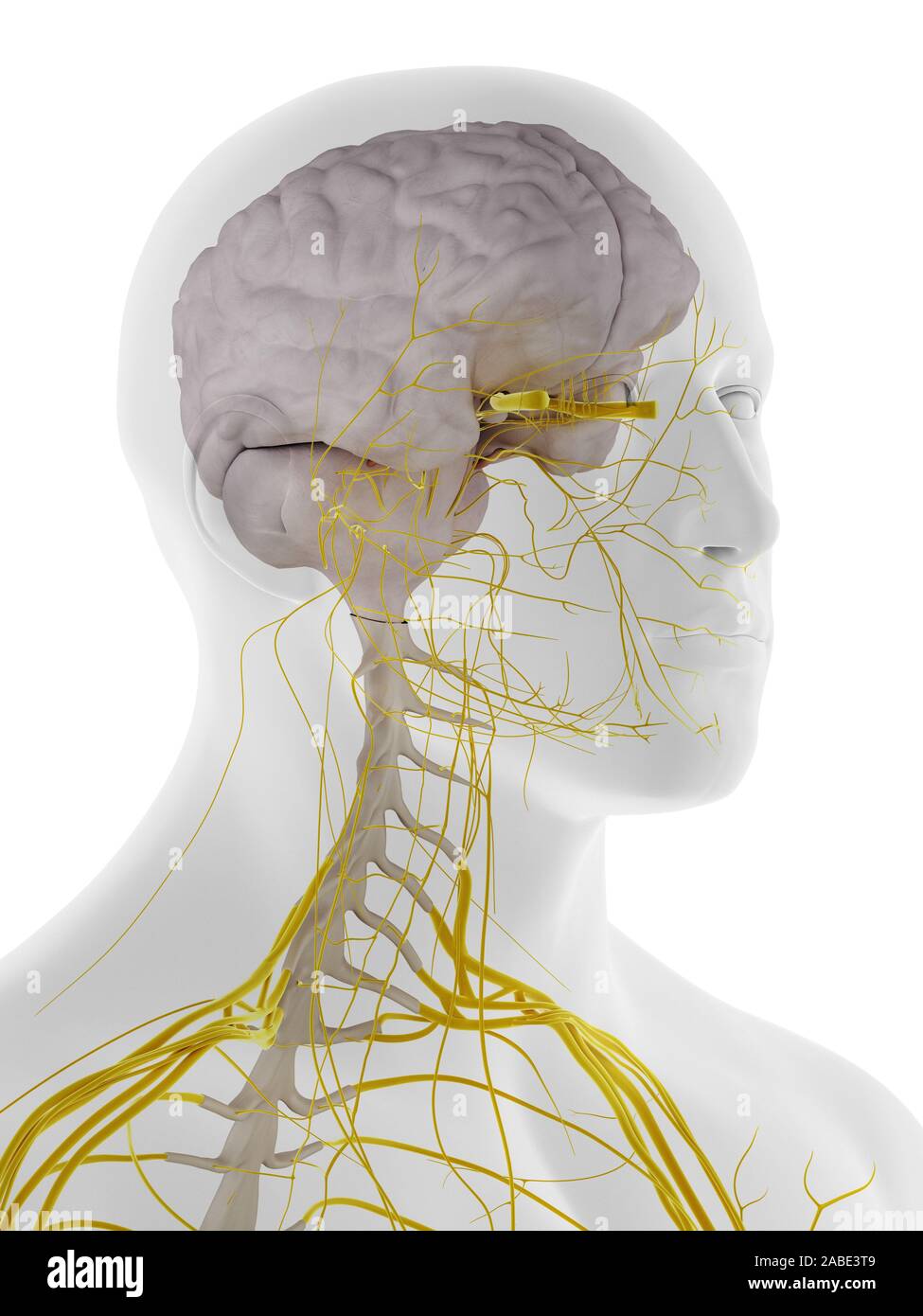 3d rendered medically accurate illustration of the dura mater of the ...