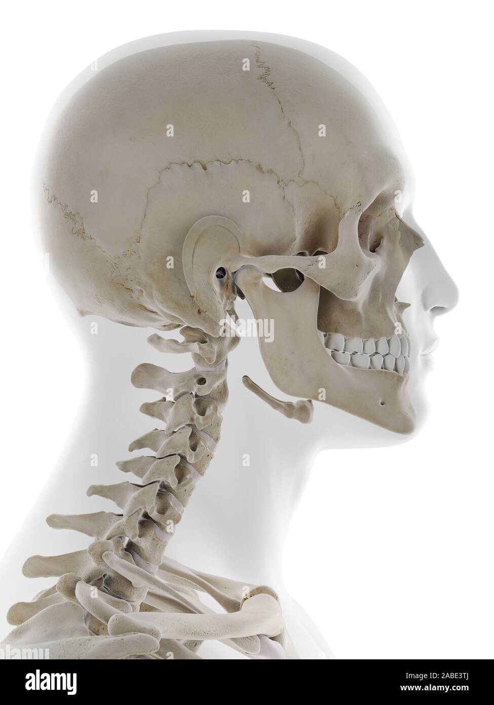 3d rendered medically accurate illustration of the side of the human ...