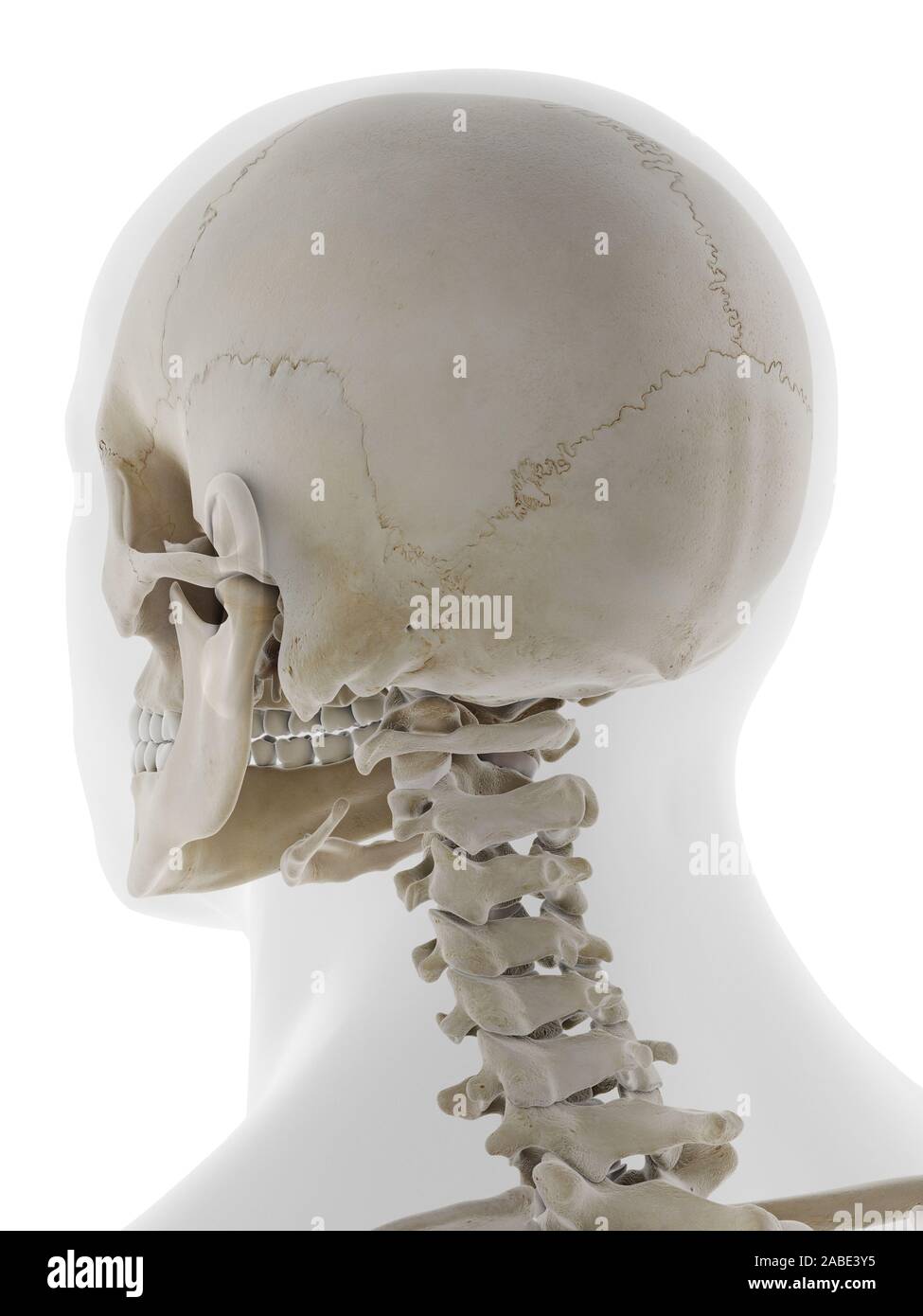 3d rendered medically accurate illustration of the back of the skull ...
