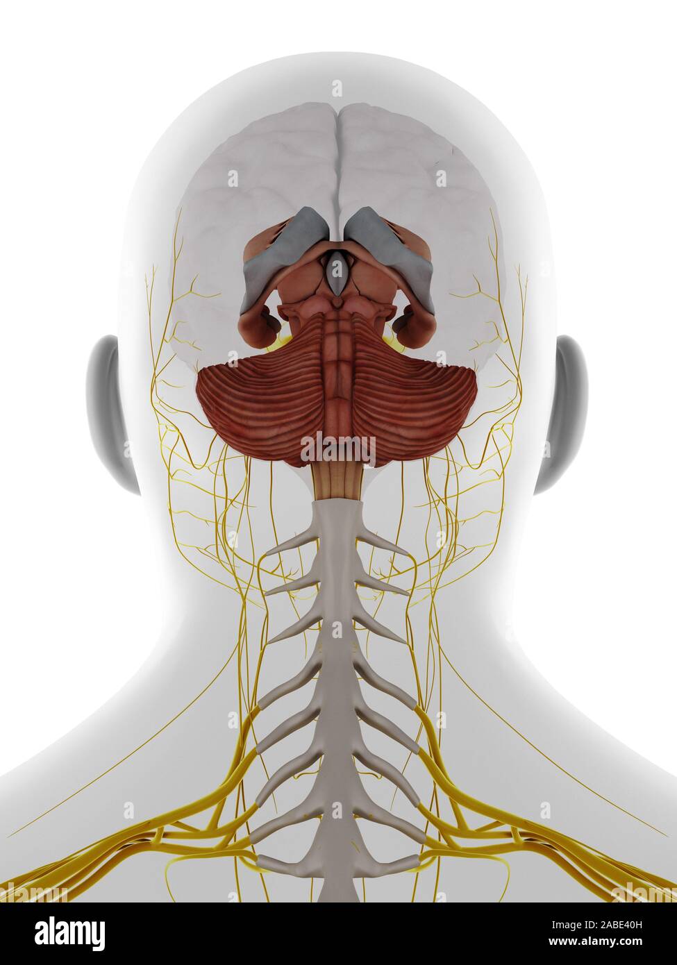 3d rendered medically accurate illustration of the posterior Stock ...