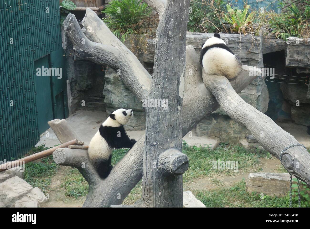 One of the twin pandas just moved to Olympic Games Panda House climbs ...