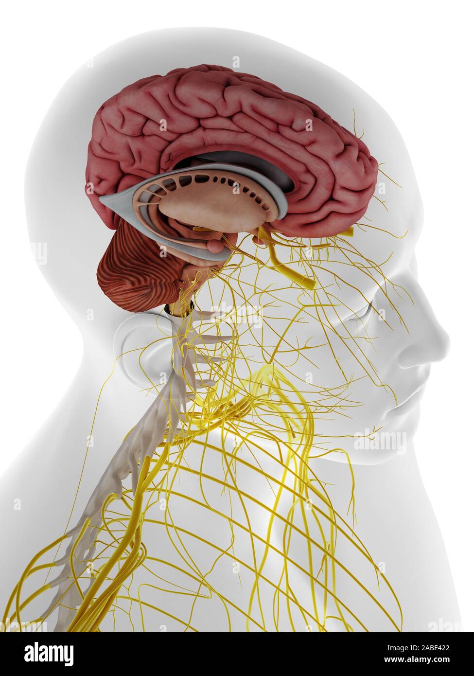 3d rendered medically accurate illustration of the internal brain ...