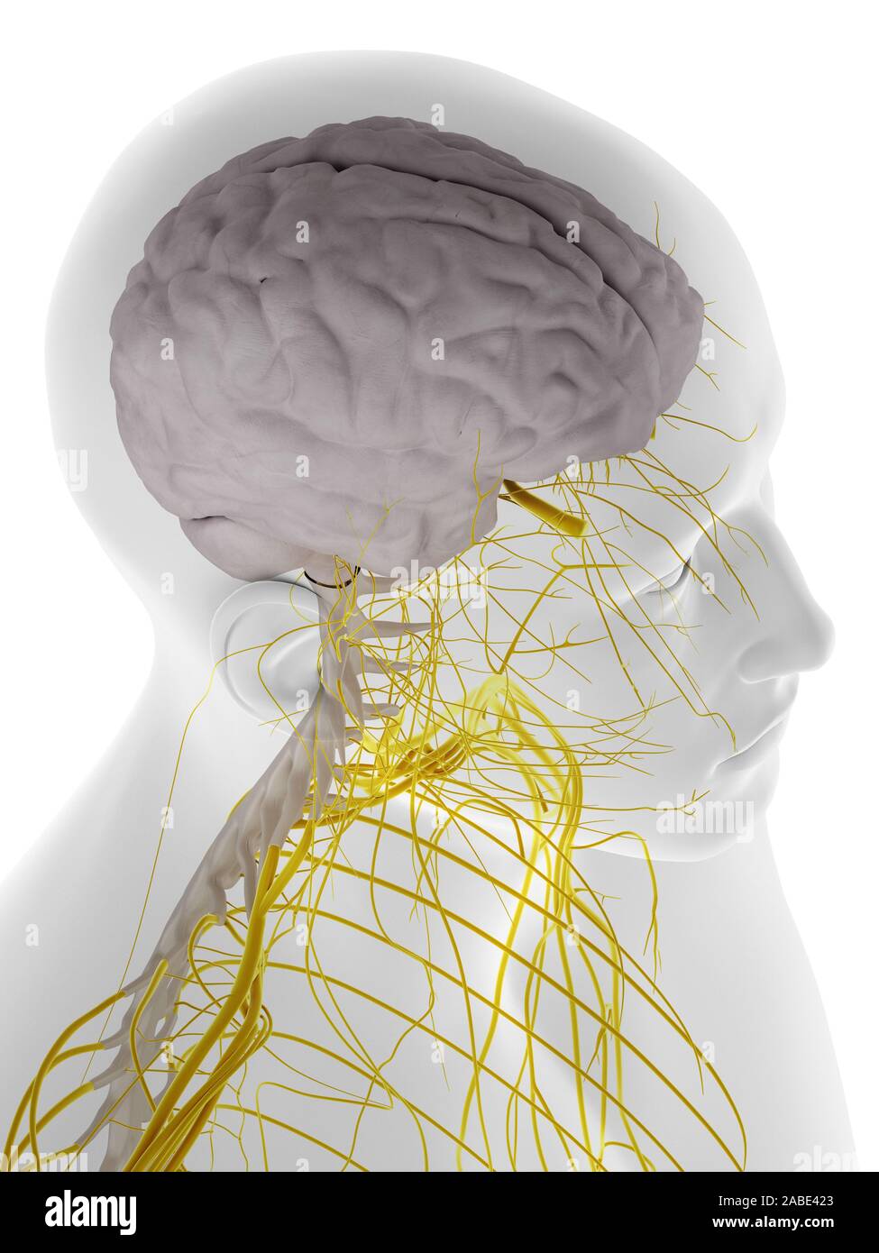 3d rendered medically accurate illustration of the dura mater Stock ...