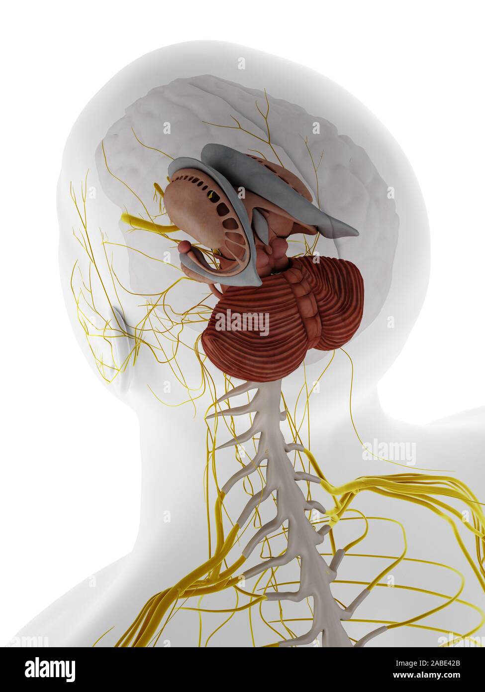 3d rendered medically accurate illustration of the internal brain ...
