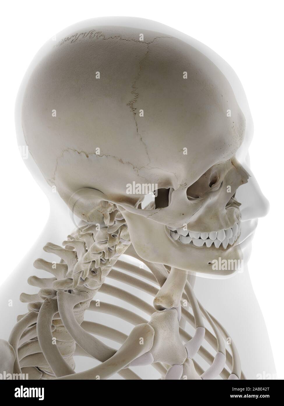 3d rendered medically accurate illustration of the human skull Stock ...