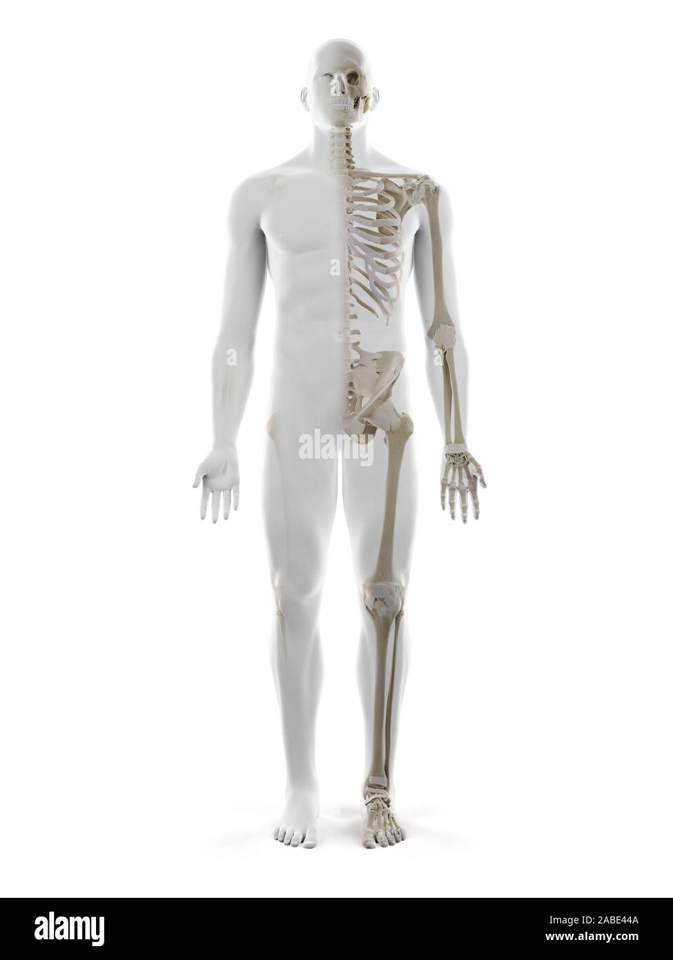 3d rendered medically accurate illustration of the human skeleton Stock ...