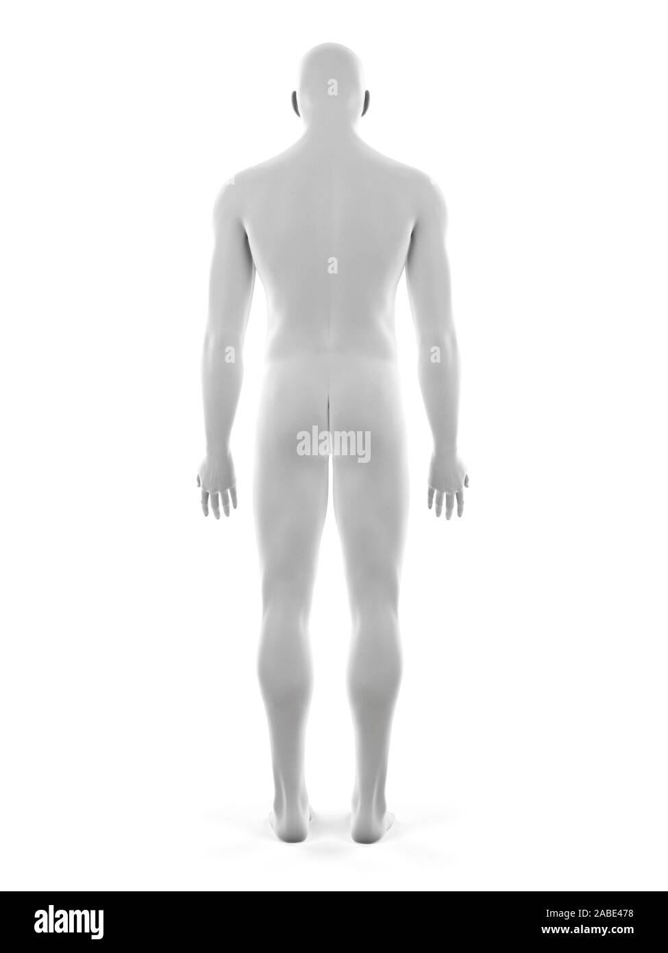3d Rendered Medically Accurate Illustration Of The Male Body Stock