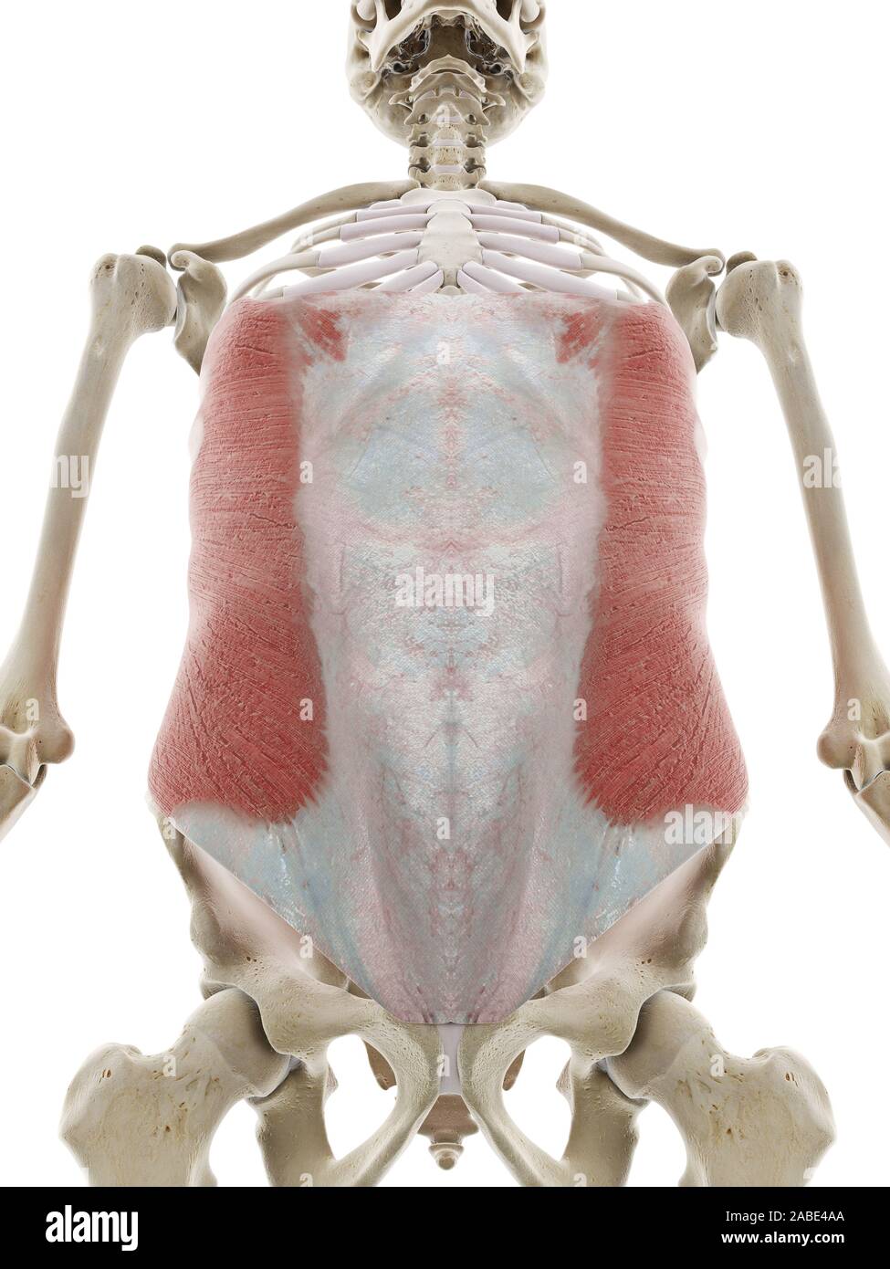 3d rendered medically accurate illustration of the external oblique ...