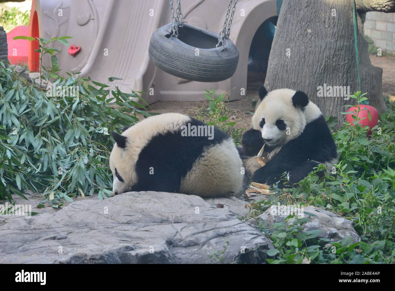 Panda brothers Mengbao and Mengyu enjoy their new life by playing and ...