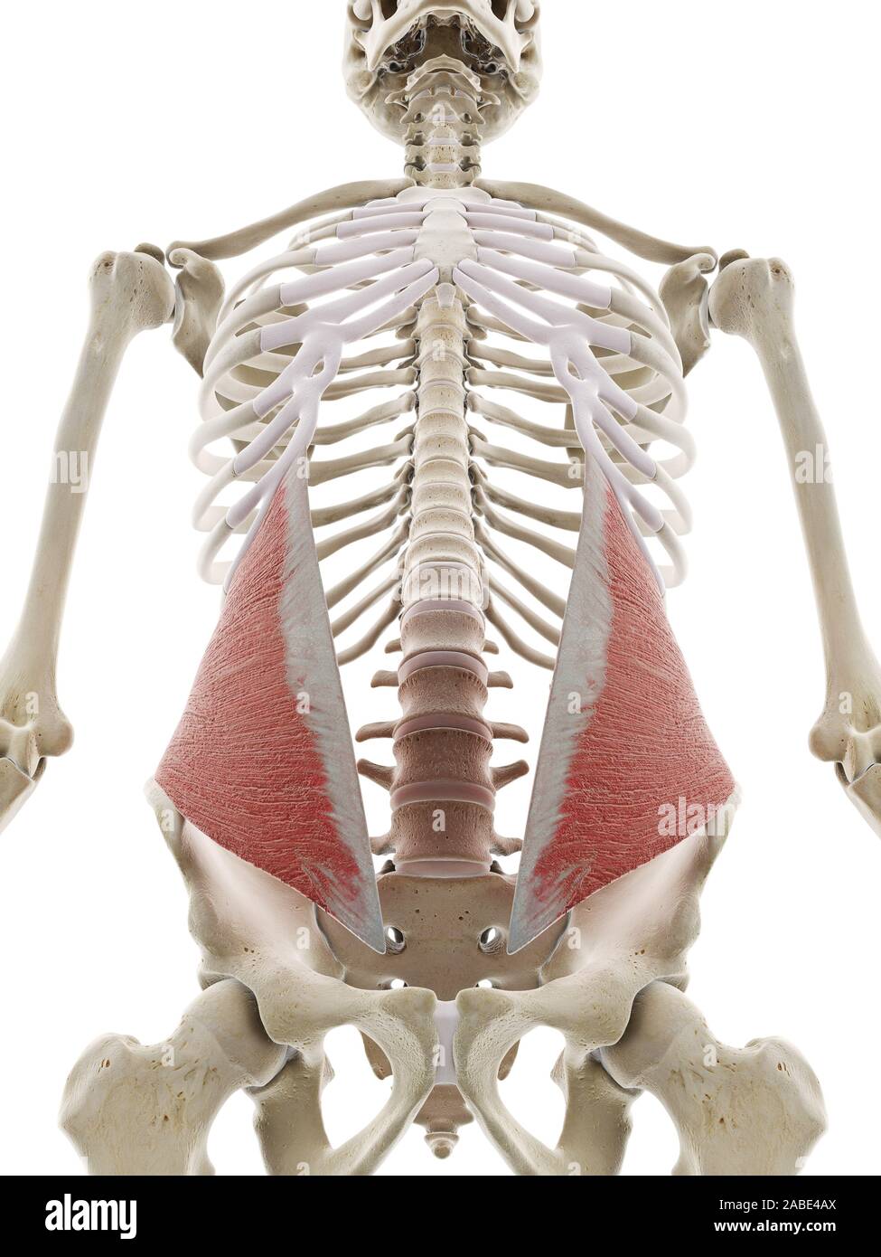 3d rendered medically accurate illustration of the internal oblique ...
