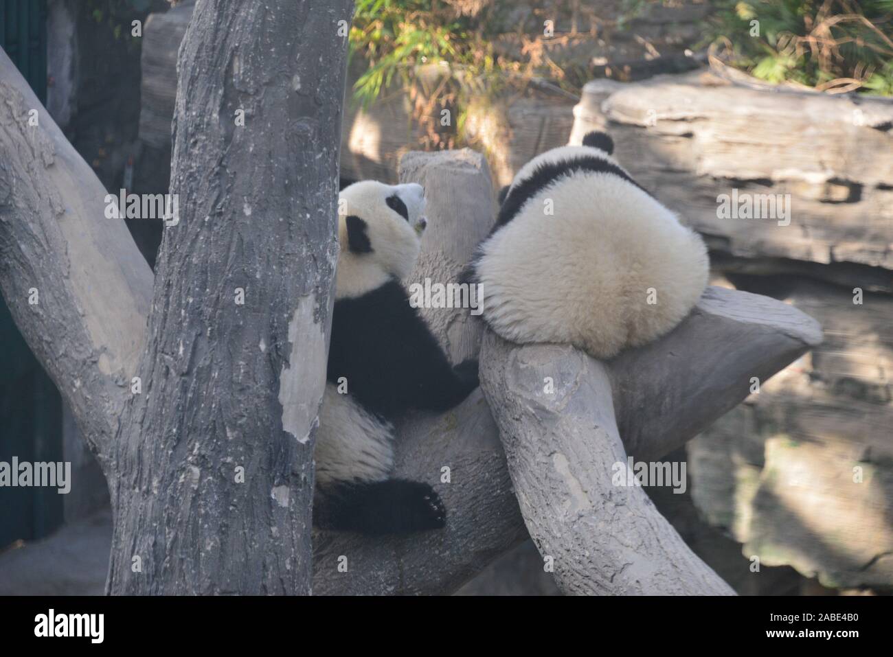 Panda brothers Mengbao and Mengyu enjoy their new life by playing and ...