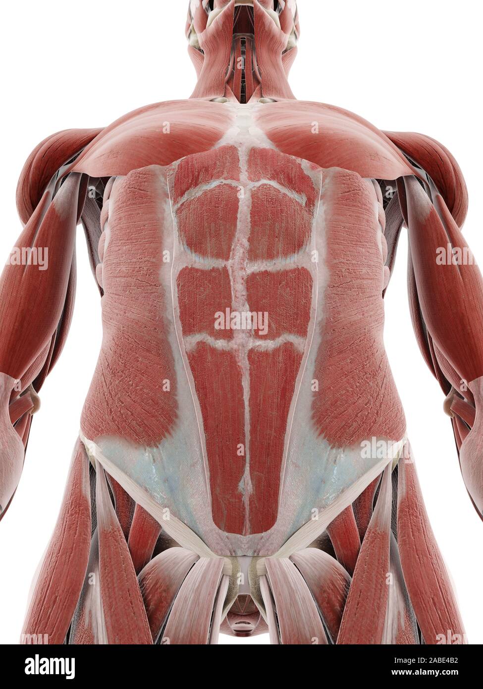 3d rendered medically accurate illustration of the muscular abdomen ...