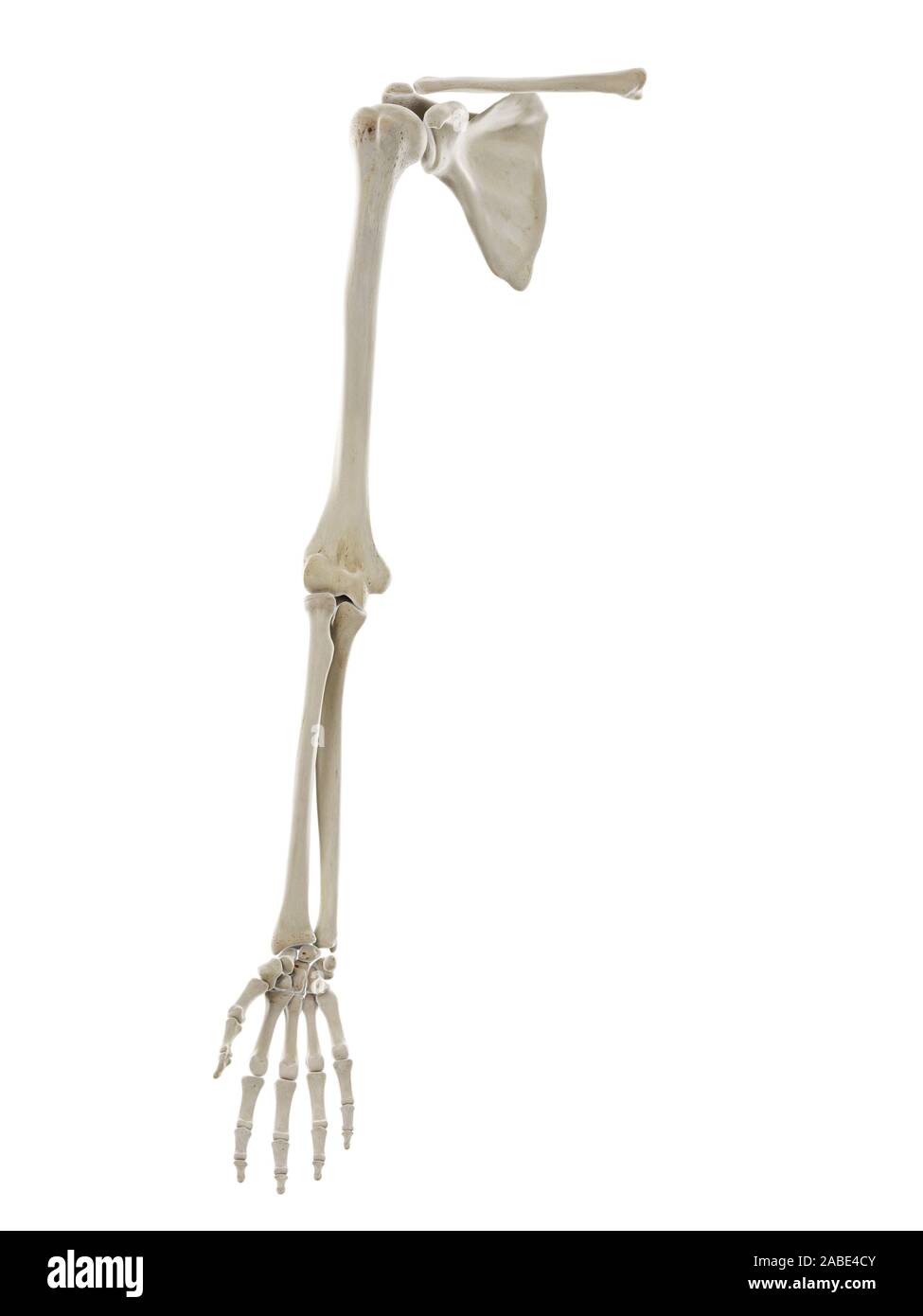 Medically accurate illustration scapula Cut Out Stock Images & Pictures ...