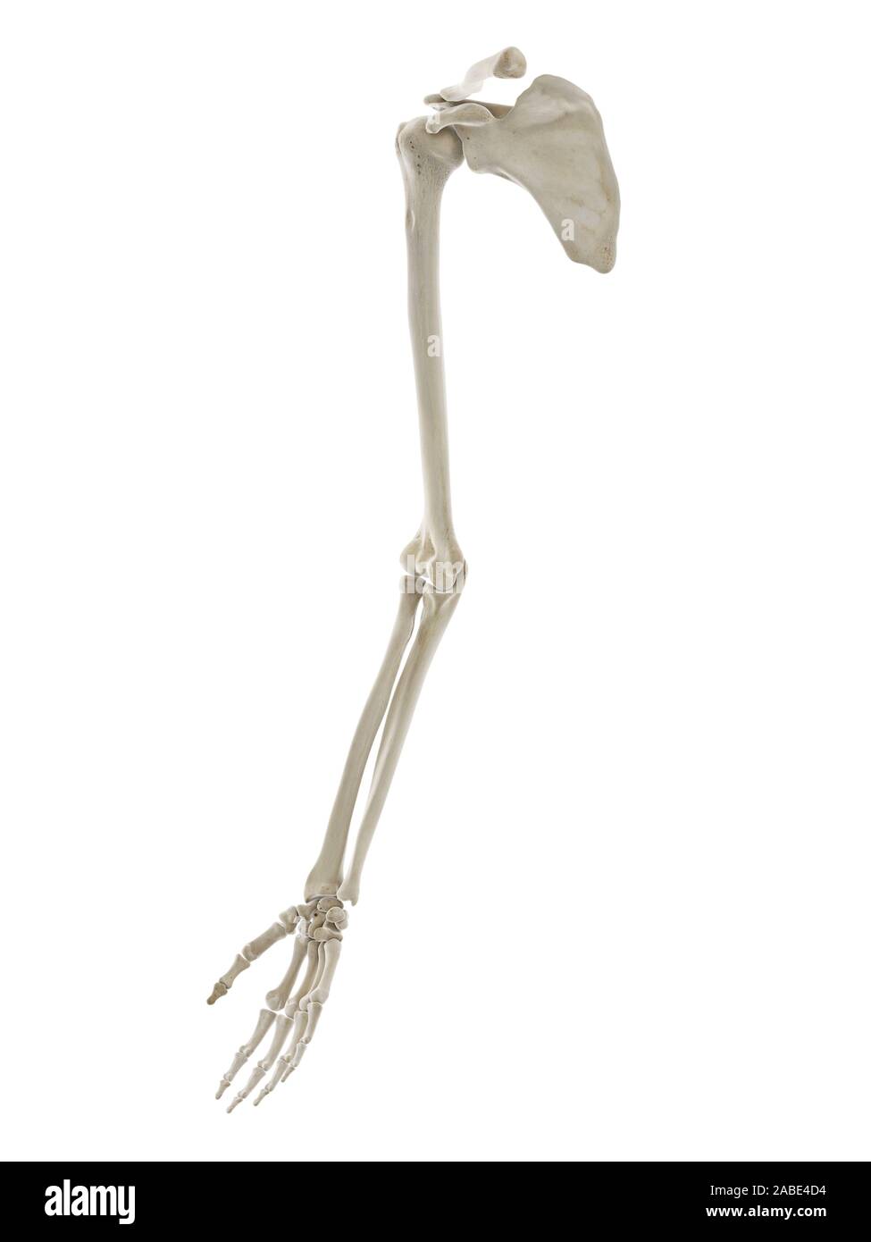 3d rendered medically accurate illustration of the bones of the arm ...