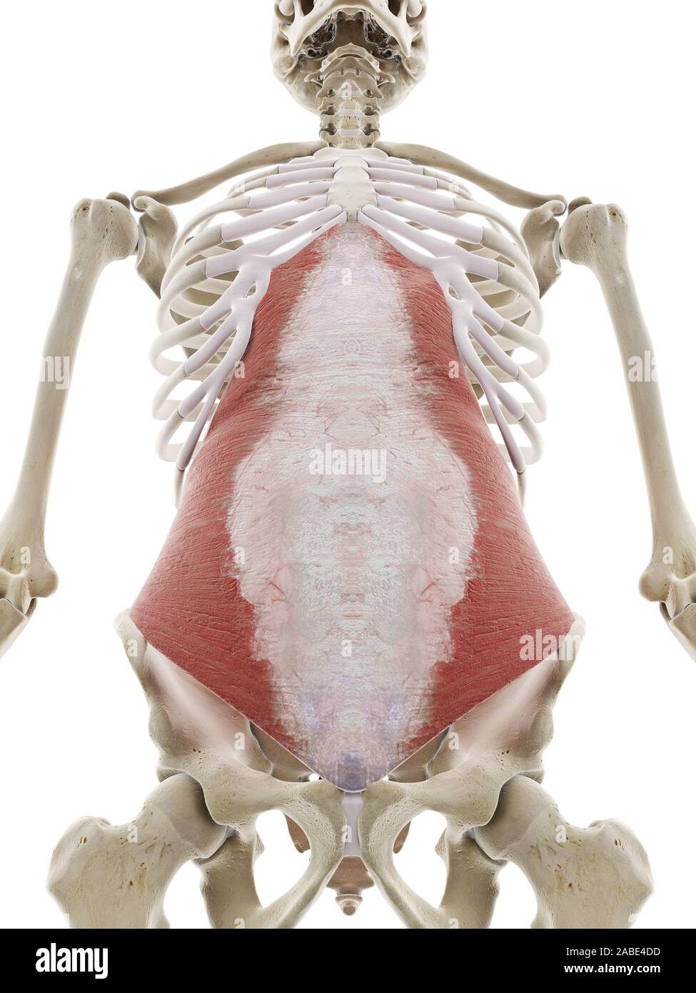 Transversus abdominis hi-res stock photography and images - Alamy