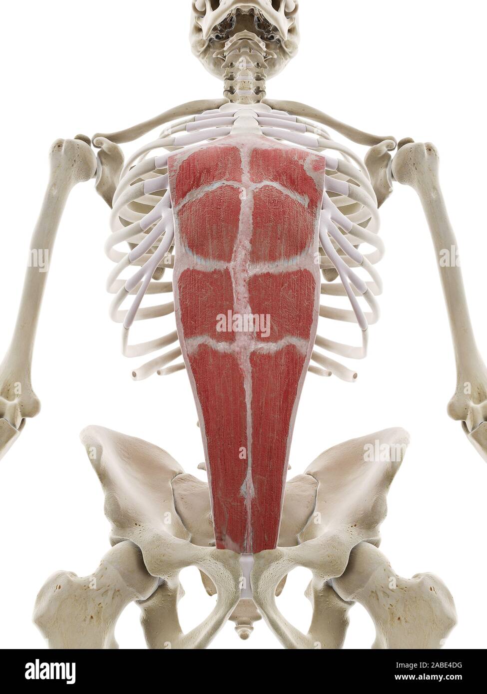 3d rendered medically accurate illustration of the rectus abdominis ...
