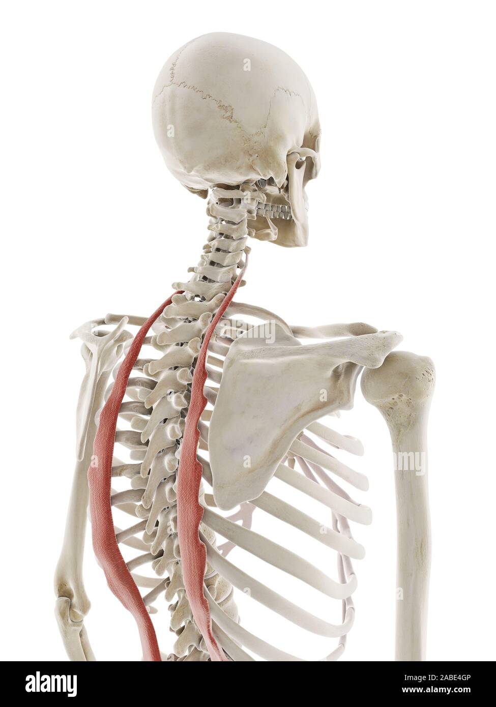 Iliocostalis muscle hi-res stock photography and images - Alamy