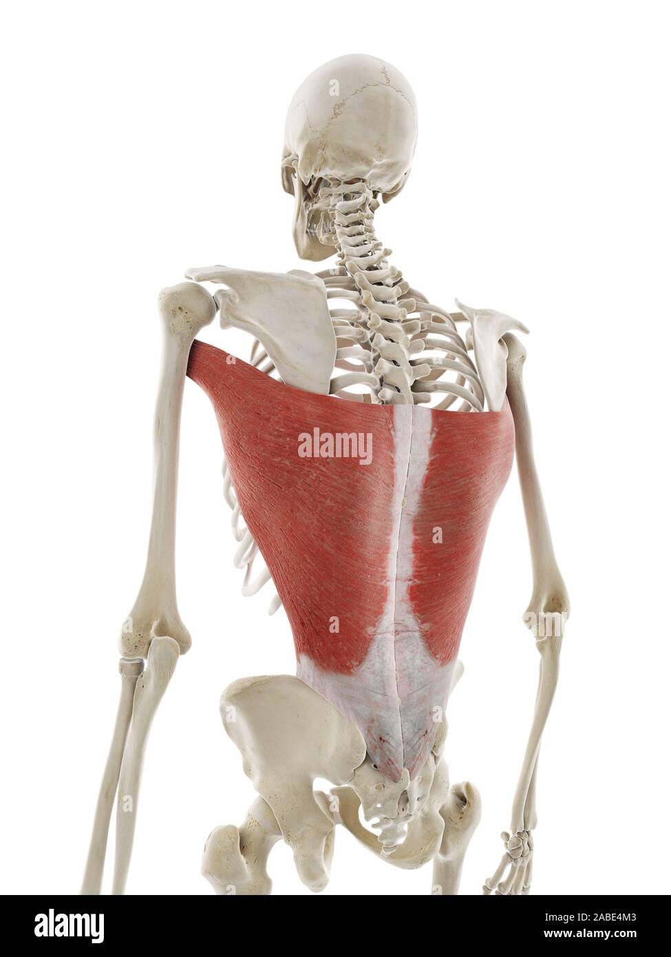 3d rendered medically accurate illustration of the latissimus dorsi ...