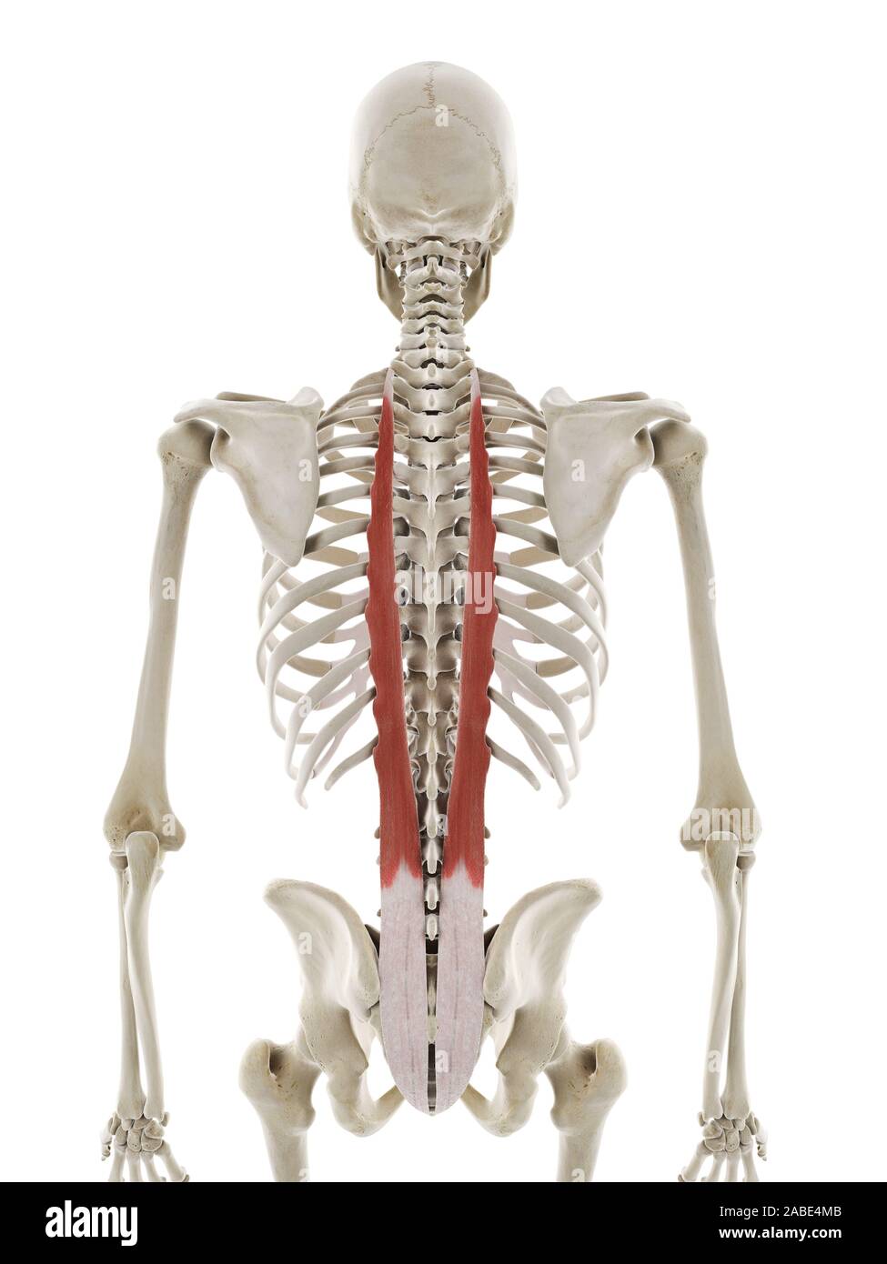 3d rendered medically accurate illustration of longissimus thoracis ...