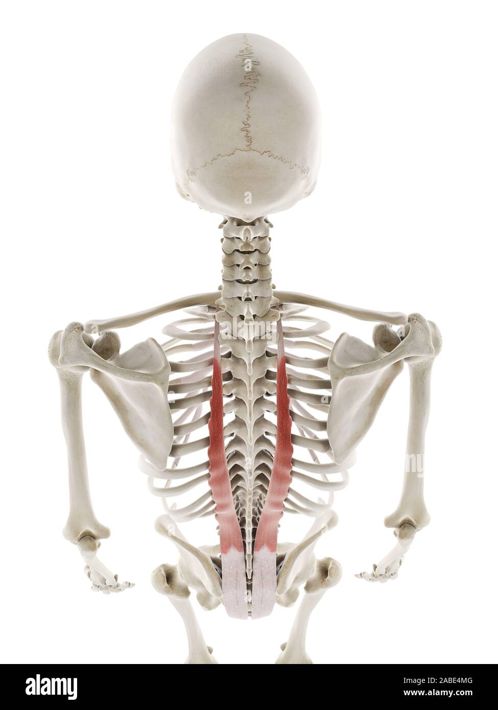 3d rendered medically accurate illustration of longissimus thoracis ...