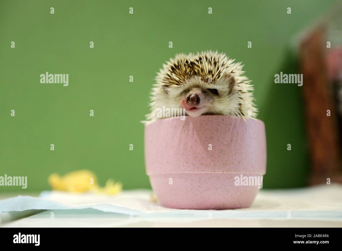 Hedgepig hi-res stock photography and images - Alamy