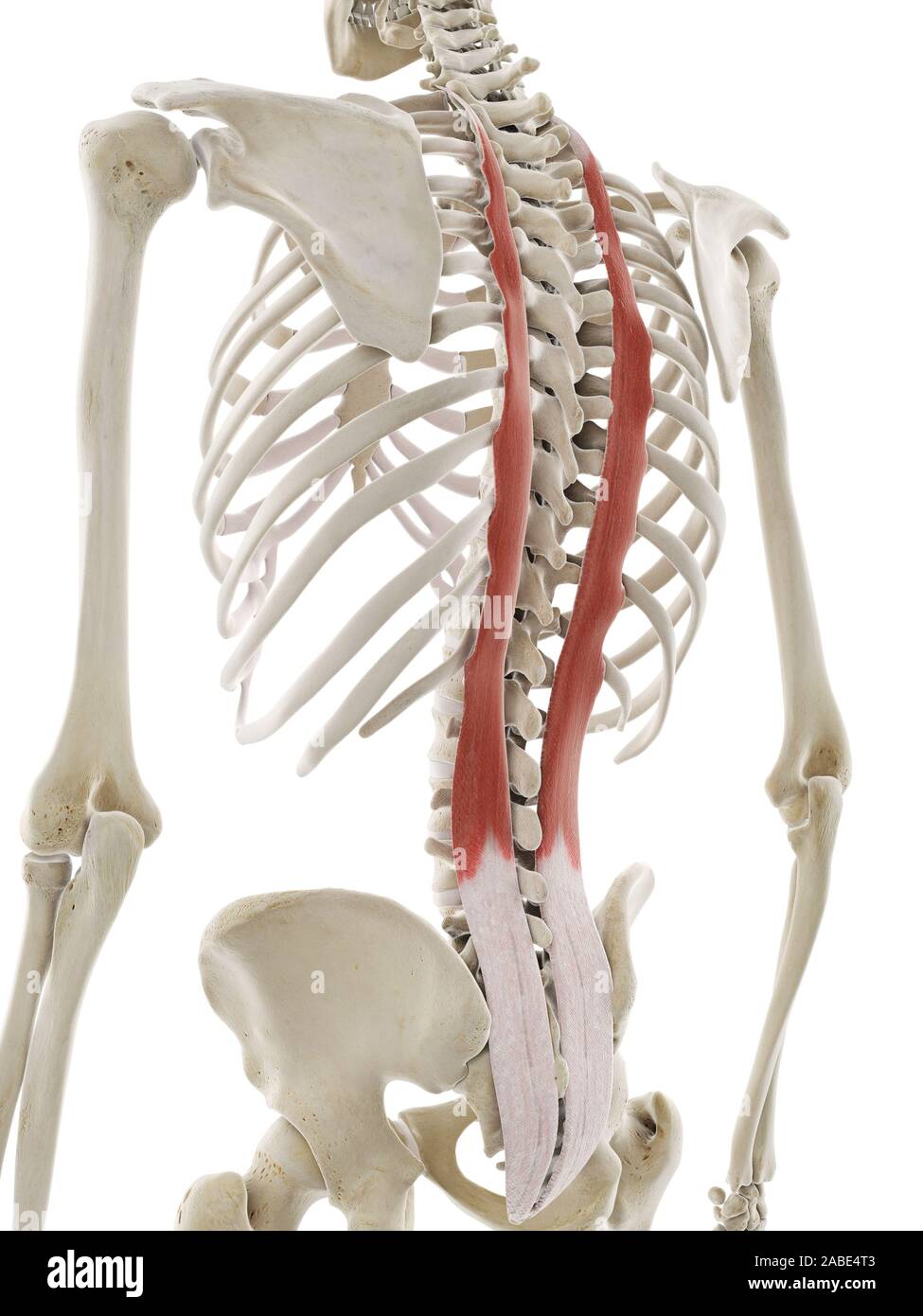 Longissimus thoracis muscle hi-res stock photography and images - Alamy