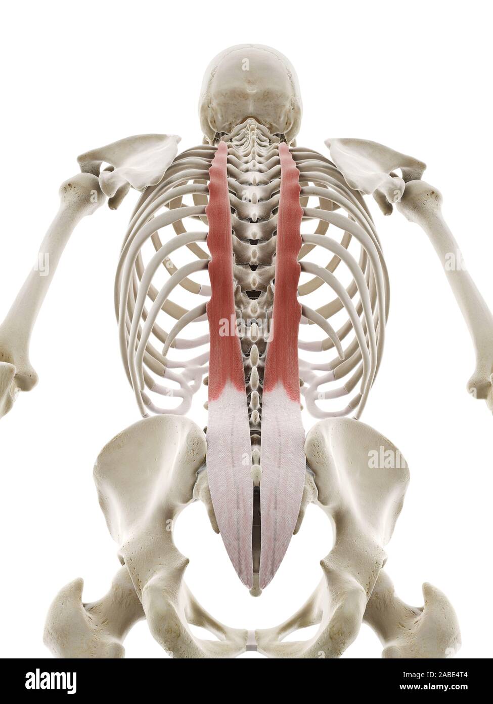 Longissimus thoracis muscle hi-res stock photography and images - Alamy