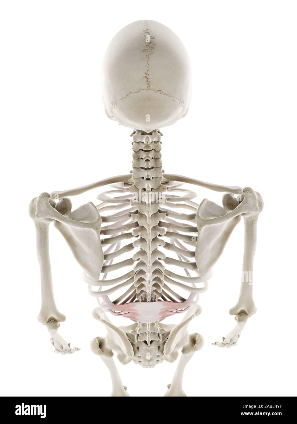 Serratus posterior inferior muscle hi-res stock photography and images ...