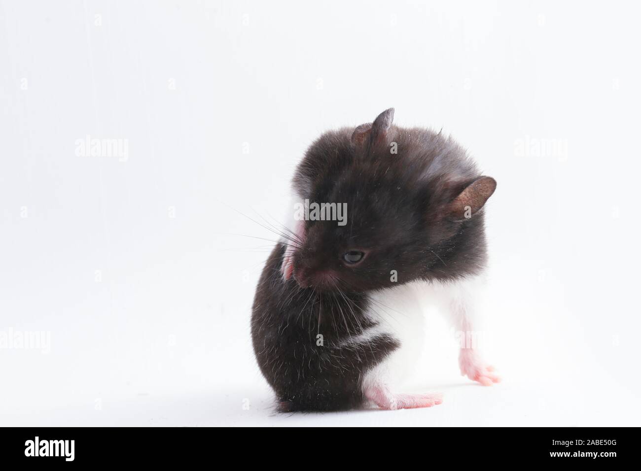 syrian hamster isolated on a white background Stock Photo - Alamy