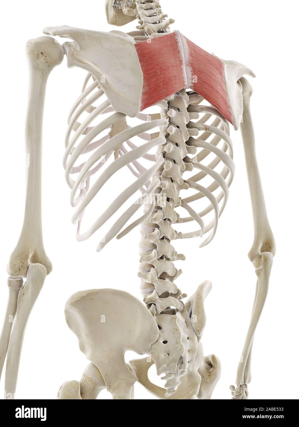 3d rendered medically accurate illustration of the rhomboid major Stock ...