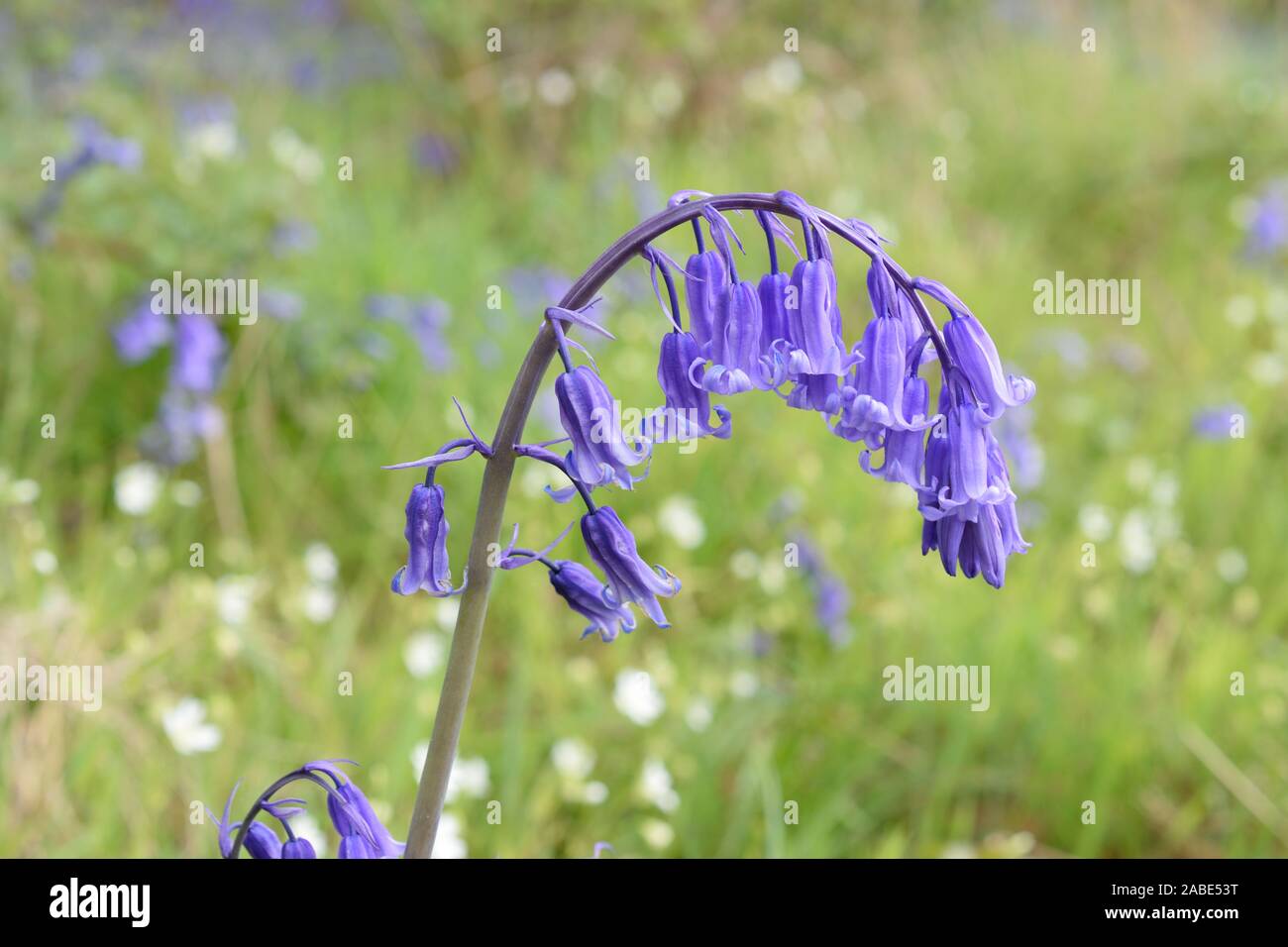 Bluebell wild hyacinth hi-res stock photography and images - Alamy
