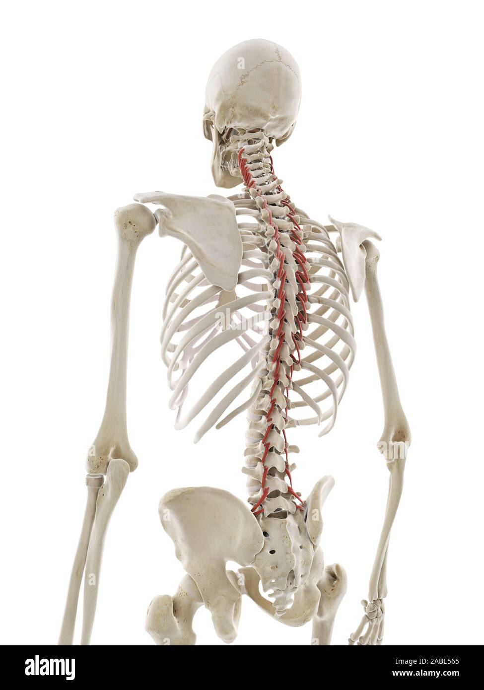 3d rendered medically accurate illustration of rotatores muscles Stock ...