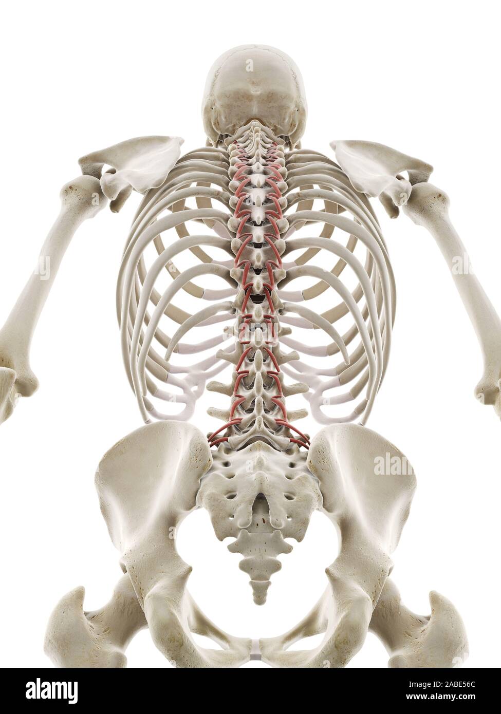 3d rendered medically accurate illustration of rotatores muscles Stock ...