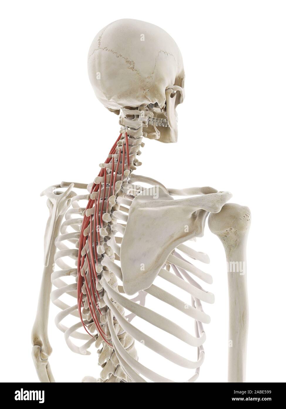 Semispinalis hi-res stock photography and images - Alamy