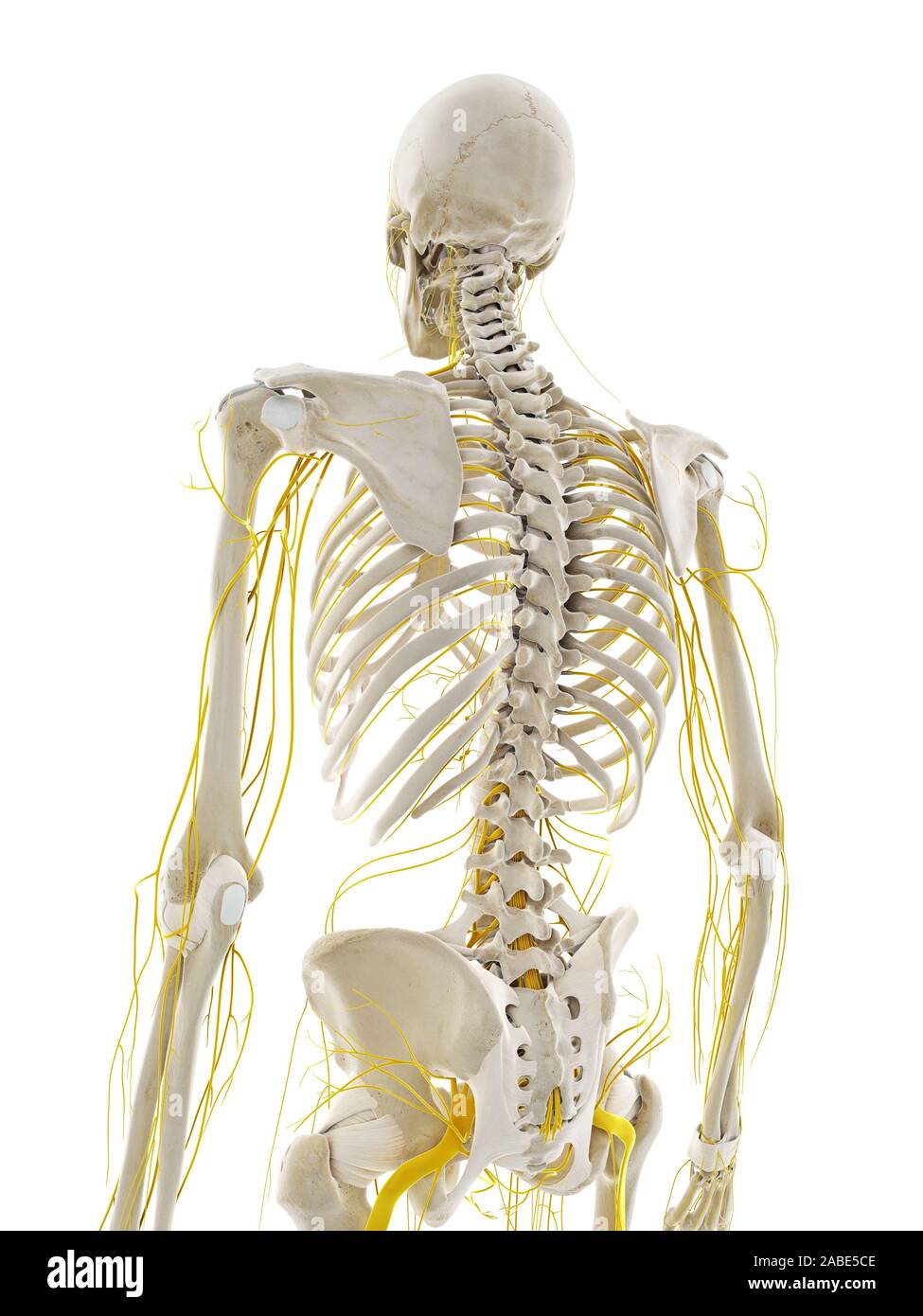 3d rendered medically accurate illustration of the nerves of the back ...