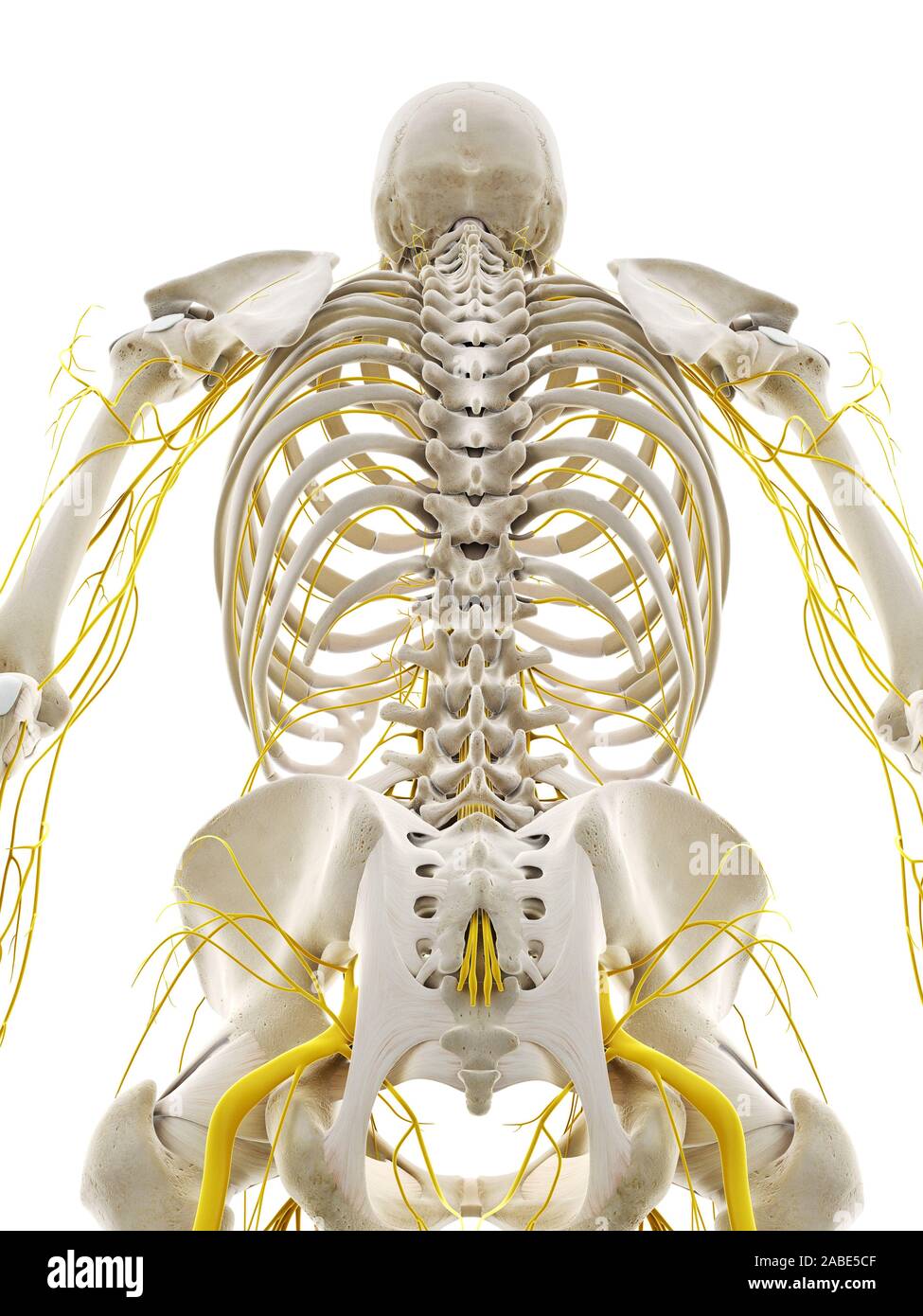3d rendered medically accurate illustration of the nerves of the back ...