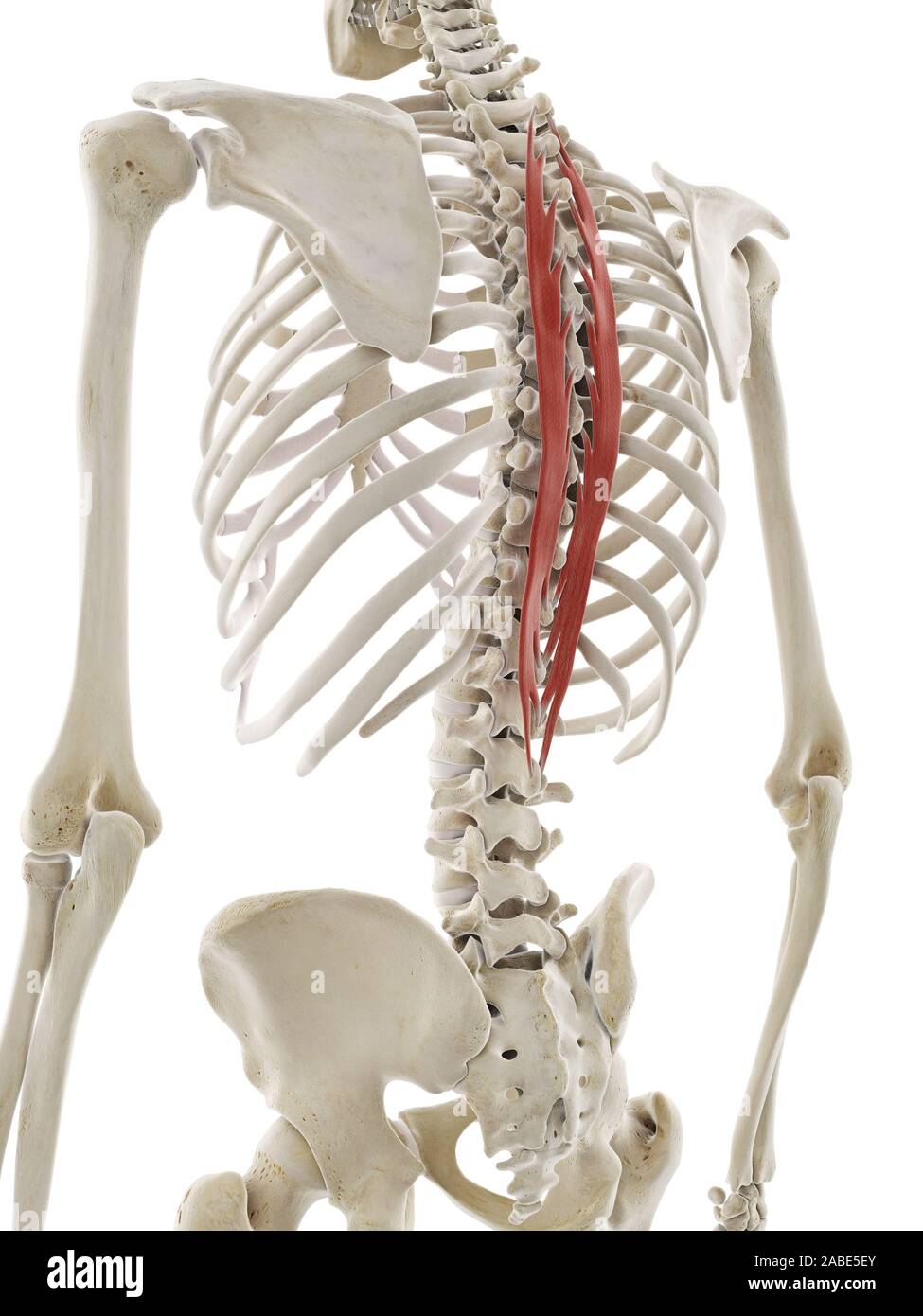 Spinalis thoracis hi-res stock photography and images - Alamy