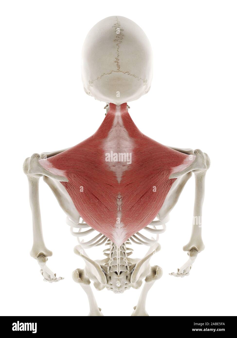 3d rendered medically accurate illustration of the trapezius Stock ...