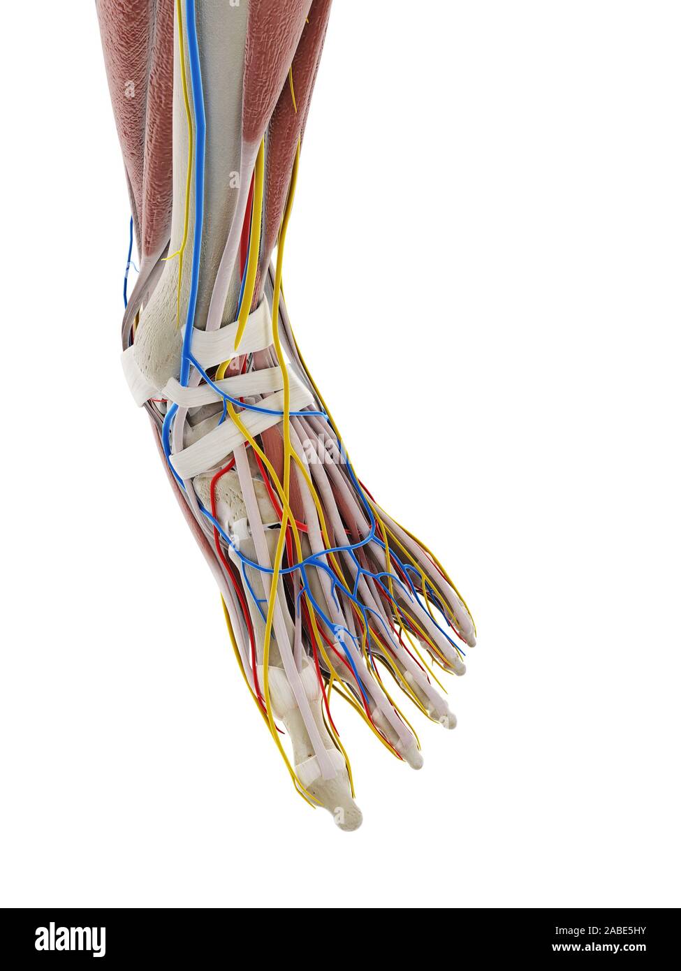 3d rendered medically accurate illustration of the anatomy of the foot ...