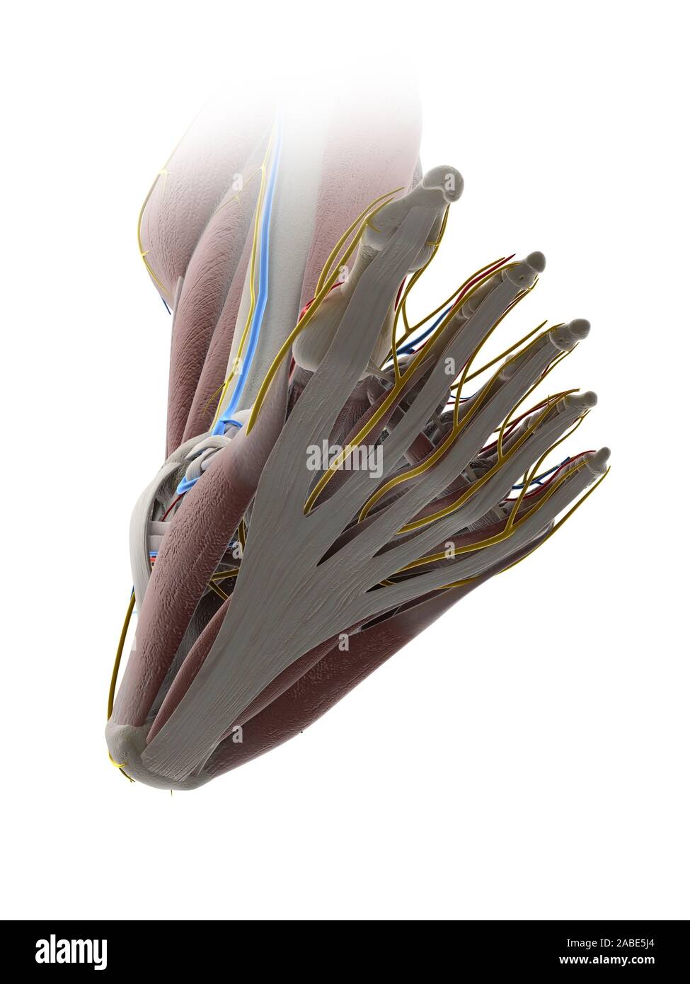3d rendered medically accurate illustration of the anatomy of the foot ...
