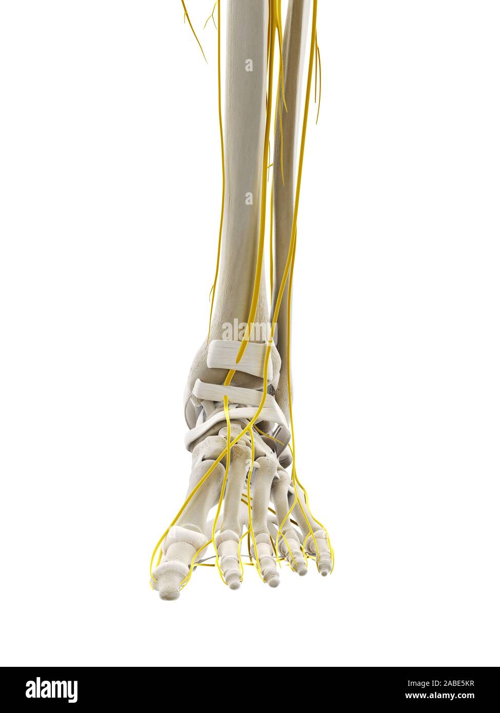 3d rendered medically accurate illustration of the nerves of the foot ...